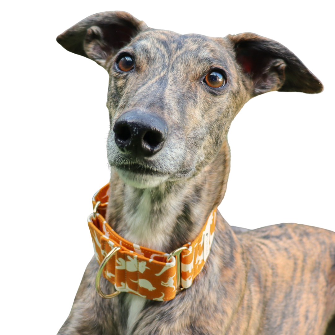 OTHER MARTINGALE COLLARS – Dahound
