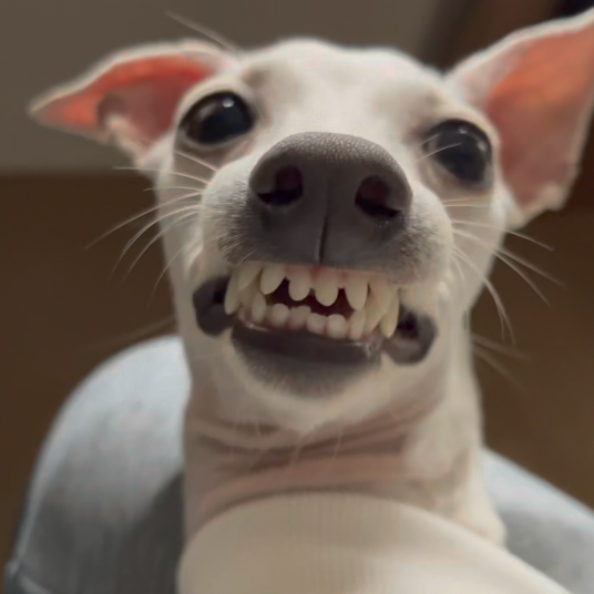 Why do greyhounds vibrate? – Dahound