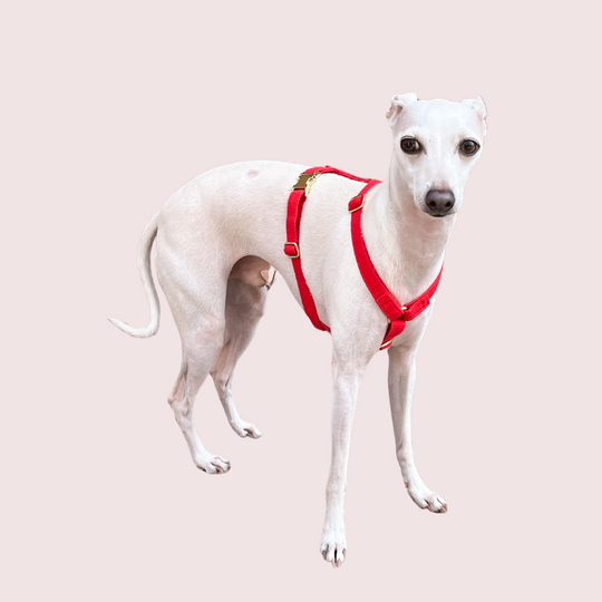 Dahound Signature Dog Harnesses